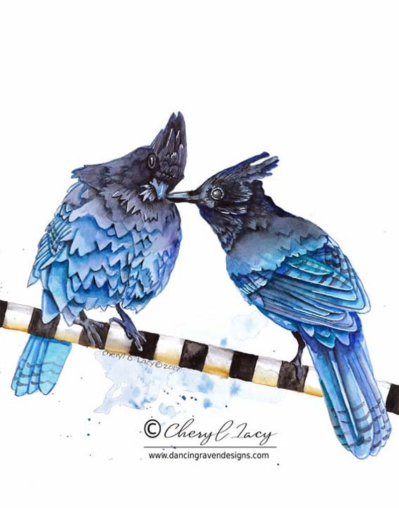 Art Print Stellars Jay by Cheryl Lacy | Etsy