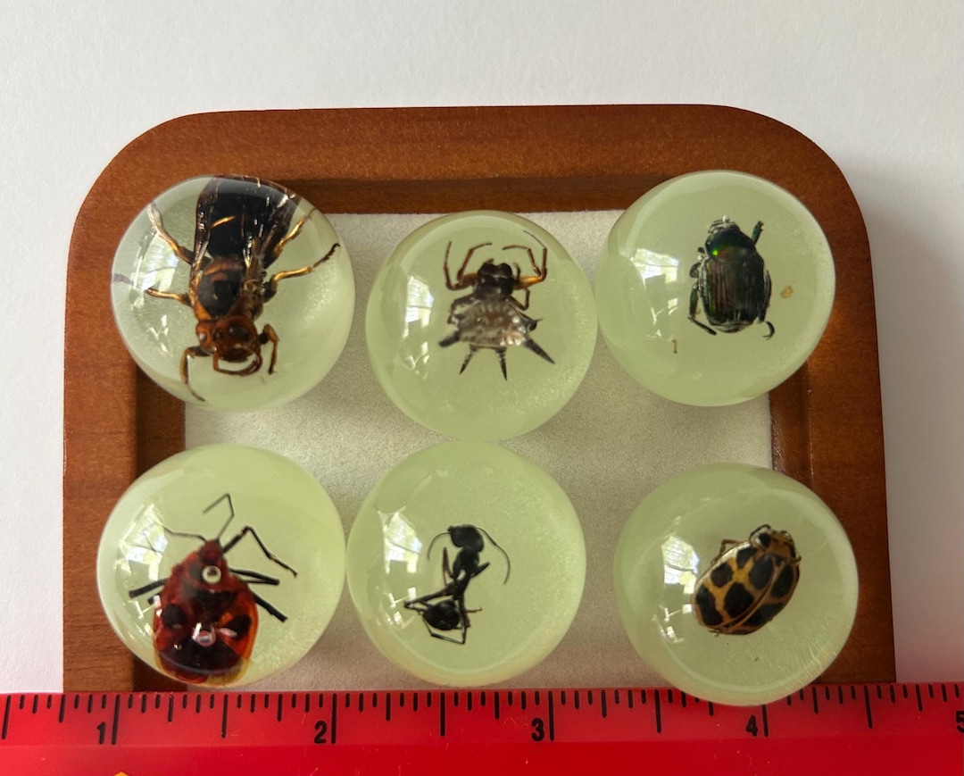 Glow in the Dark Resin Insect Spheres, Unique Bug Collection, Set of 6 ...