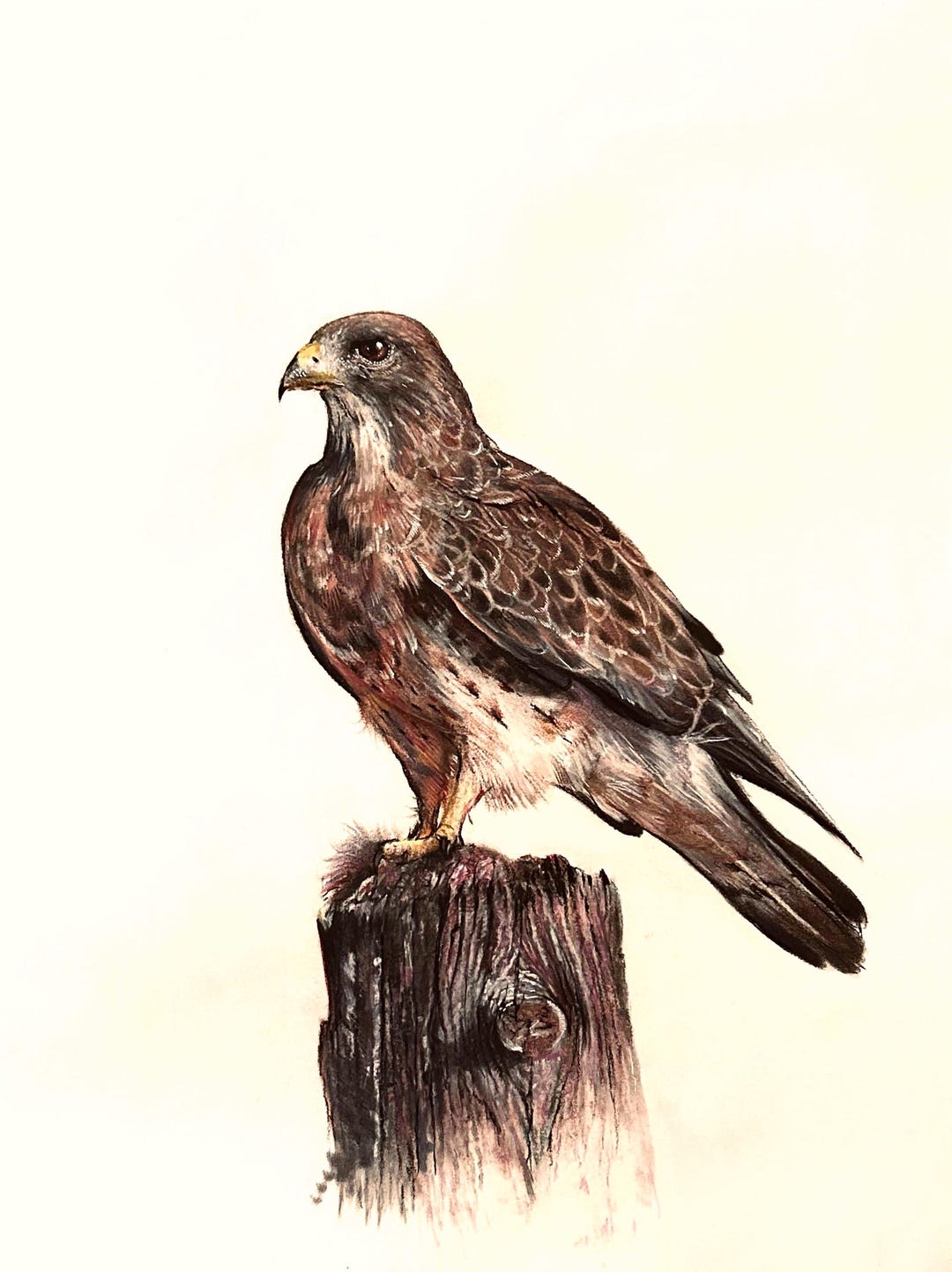 Hand-painted Falcon Art Illustration - One-of-a-kind - Common Kestrel ...
