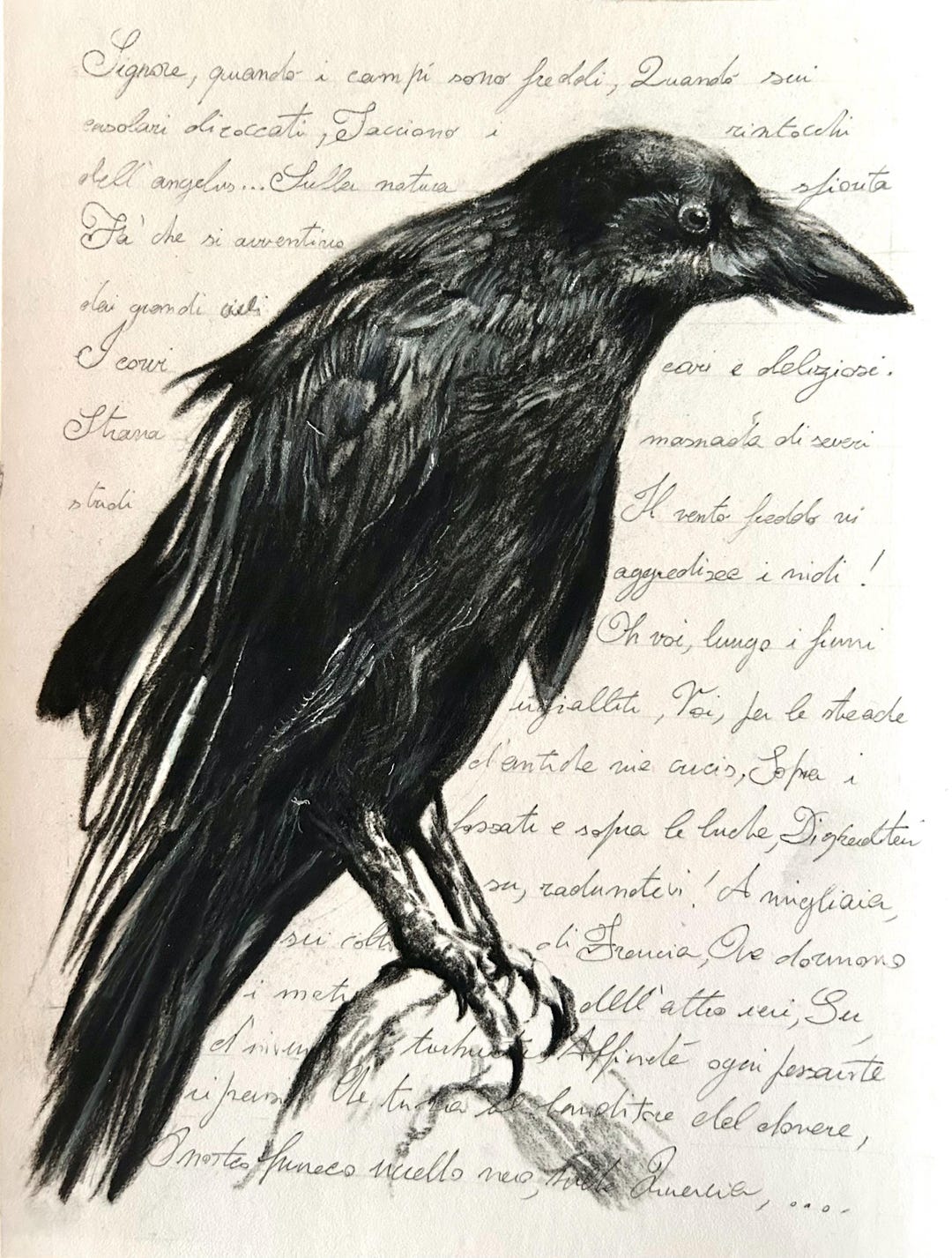 Disegno Corvo (corvus) - Etsy