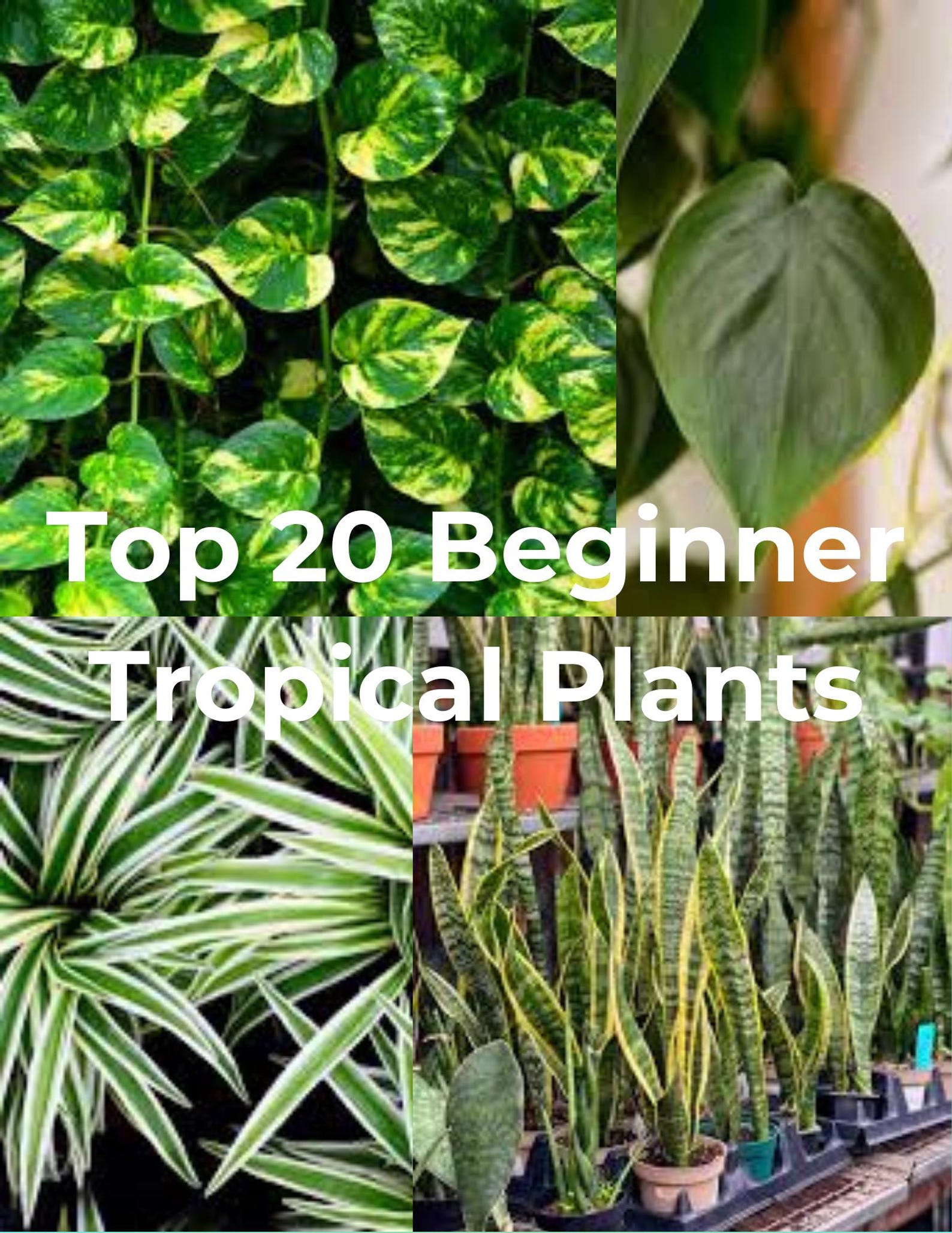 Top 20 Beginner Tropical Plants - Etsy