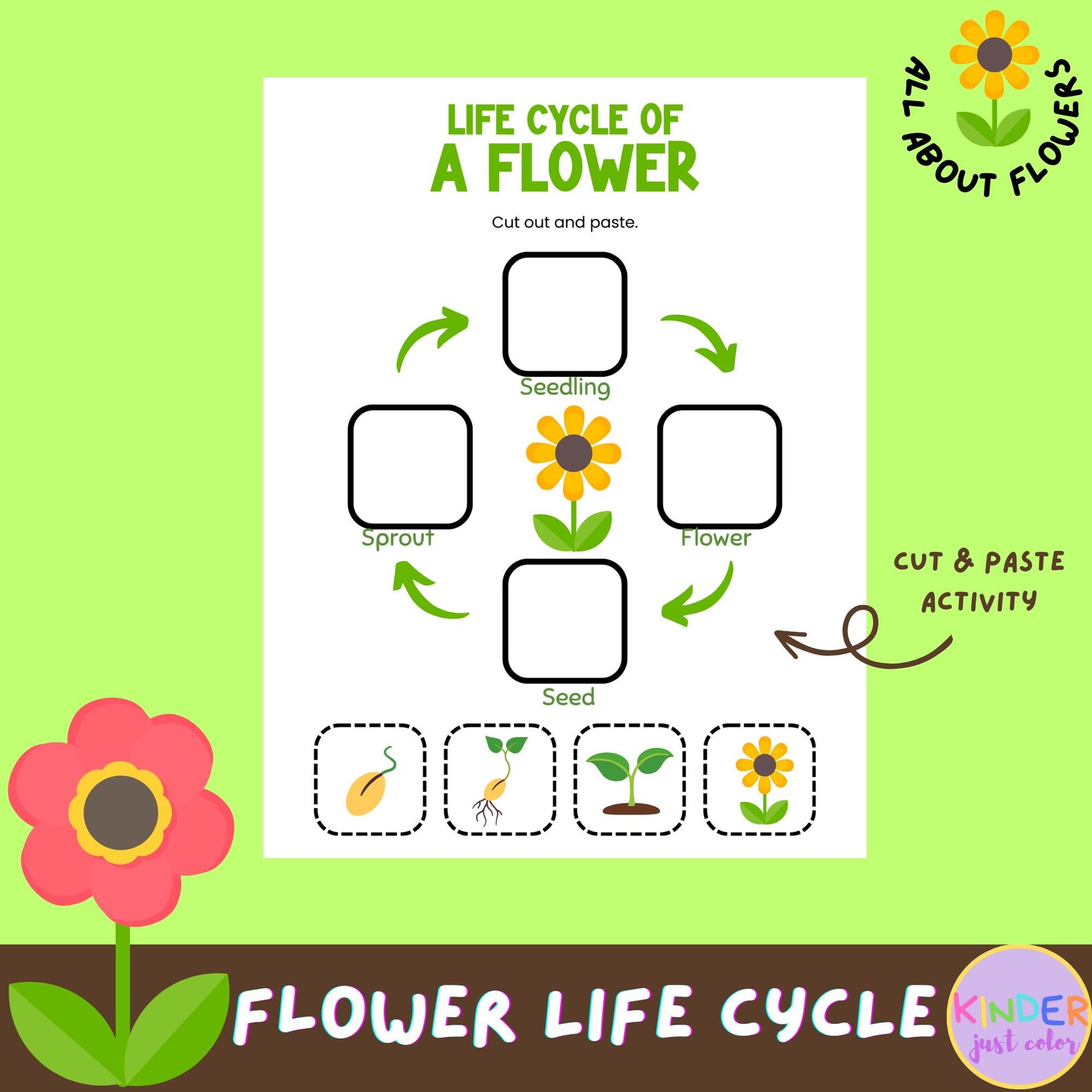 All About Flowers, Parts of Plant, Life Cycle of Flower, Plant Needs ...