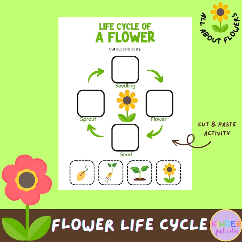 Flower Life Cycle & Plant Parts Printable: Preschool Science (PDF) - Etsy