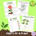 Plant Life Cycle & Parts: Science Activities (PDF Download) - Etsy