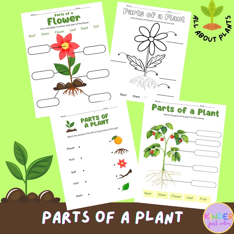 All About Plants, Parts of Plant, Life Cycle of Plant, Needs of Plant ...