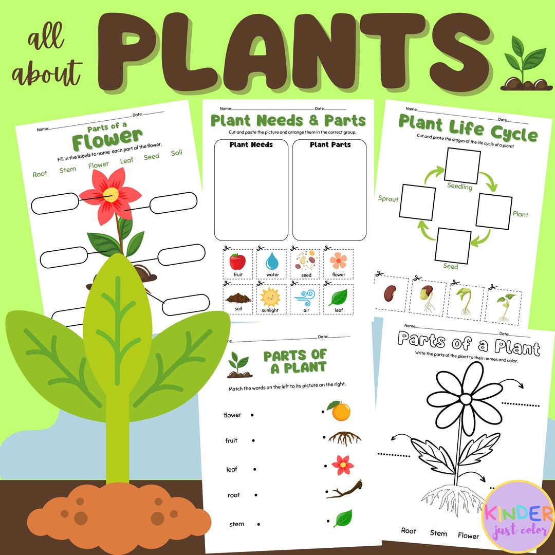 Plant Life Cycle & Parts: Science Activities (PDF Download) - Etsy