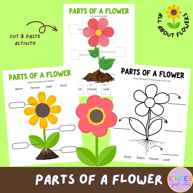All About Flowers, Parts of Plant, Life Cycle of Flower, Plant Needs ...