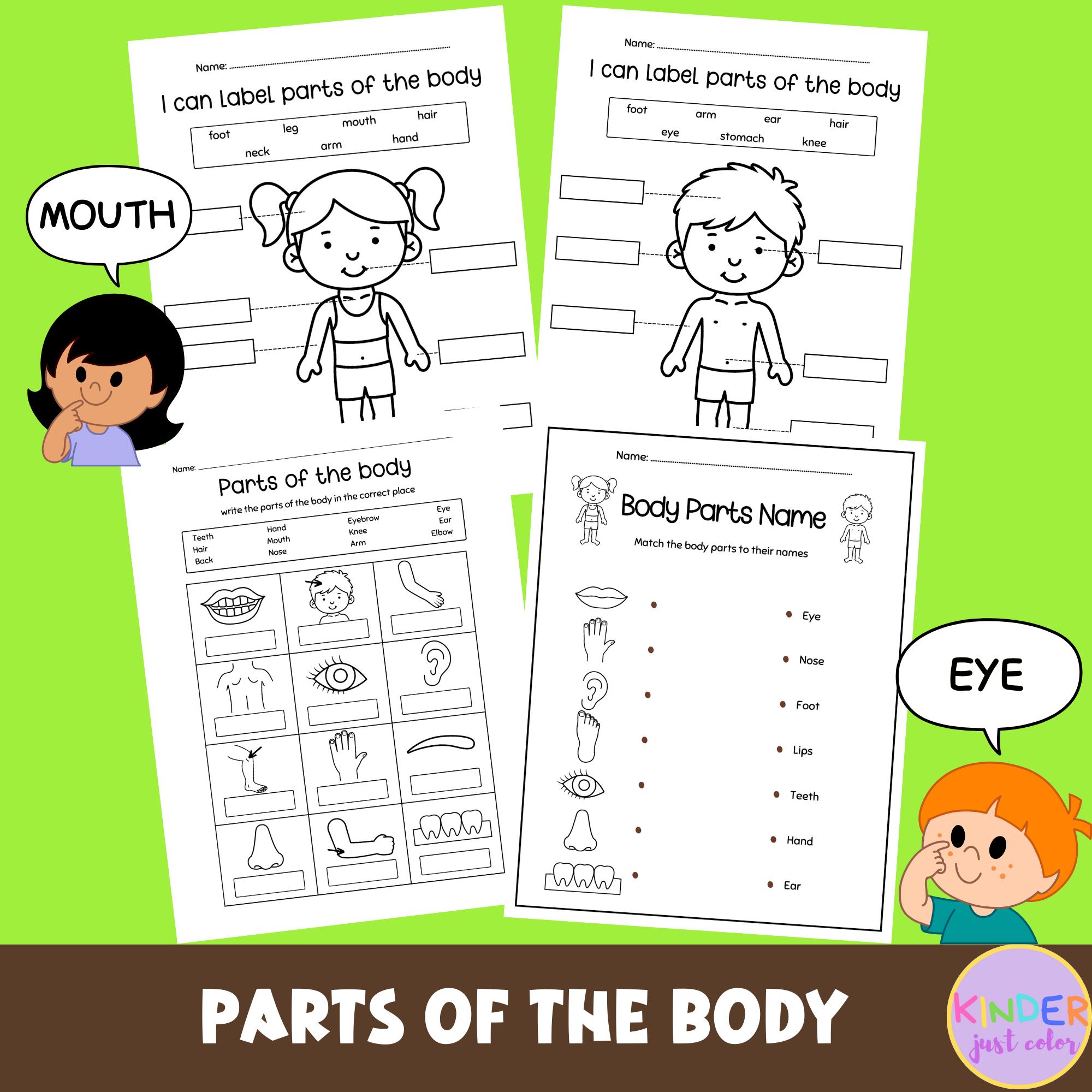 Body Parts Worksheet: Human Anatomy Learning Activity (printable PDF ...