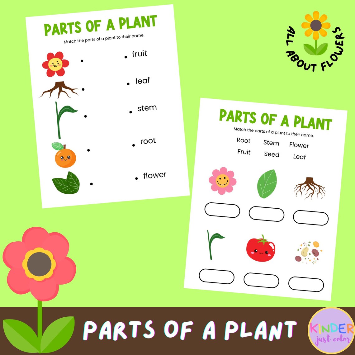 All About Flowers, Parts of Plant, Life Cycle of Flower, Plant Needs ...