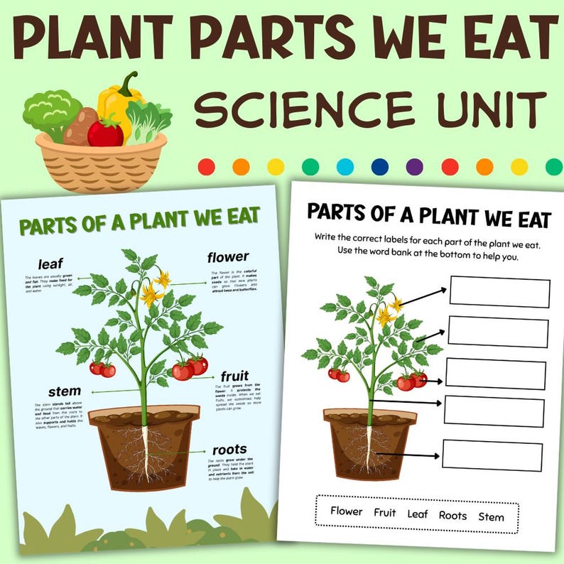 Plant Parts We Eat Science Activity, Food From Plants Sorting (PDF ...