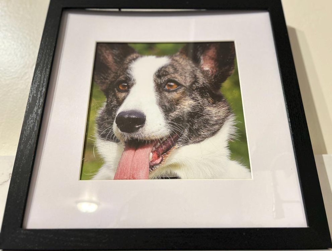 Brindle Cardigan Welsh Corgi Portrait Puppy Dog Outdoor Field Matted ...
