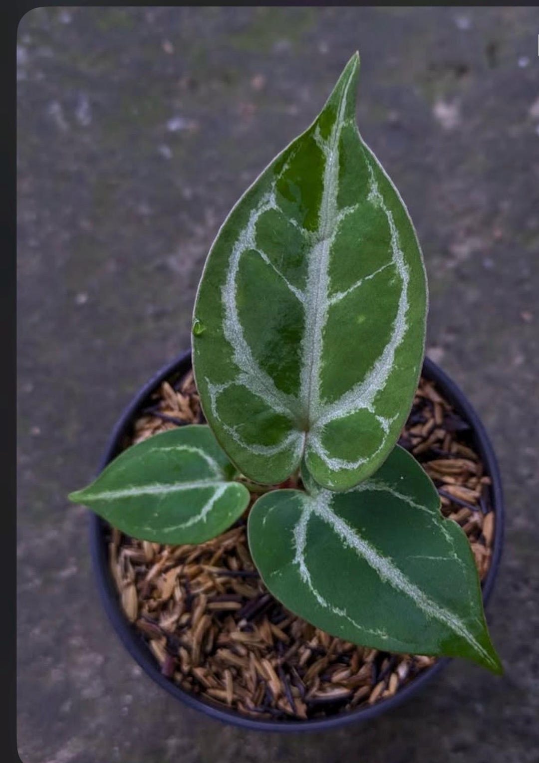 Anthurium Red Tiger Live Plant | Rare Velvet Anthurium | Collector ...