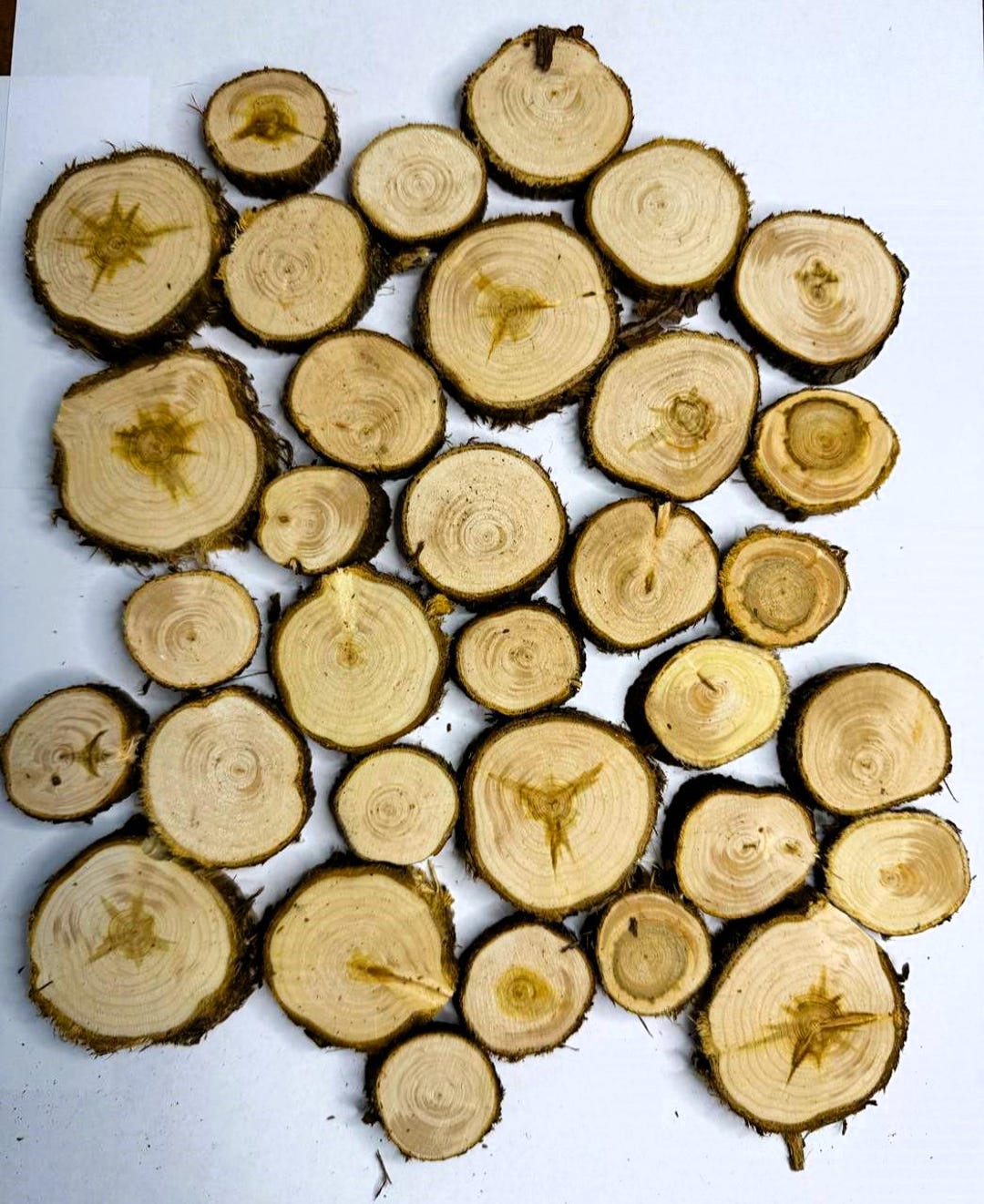 35 Small Juniper Tree Slices | Small Wooden Slices | Rustic Wood Slices ...
