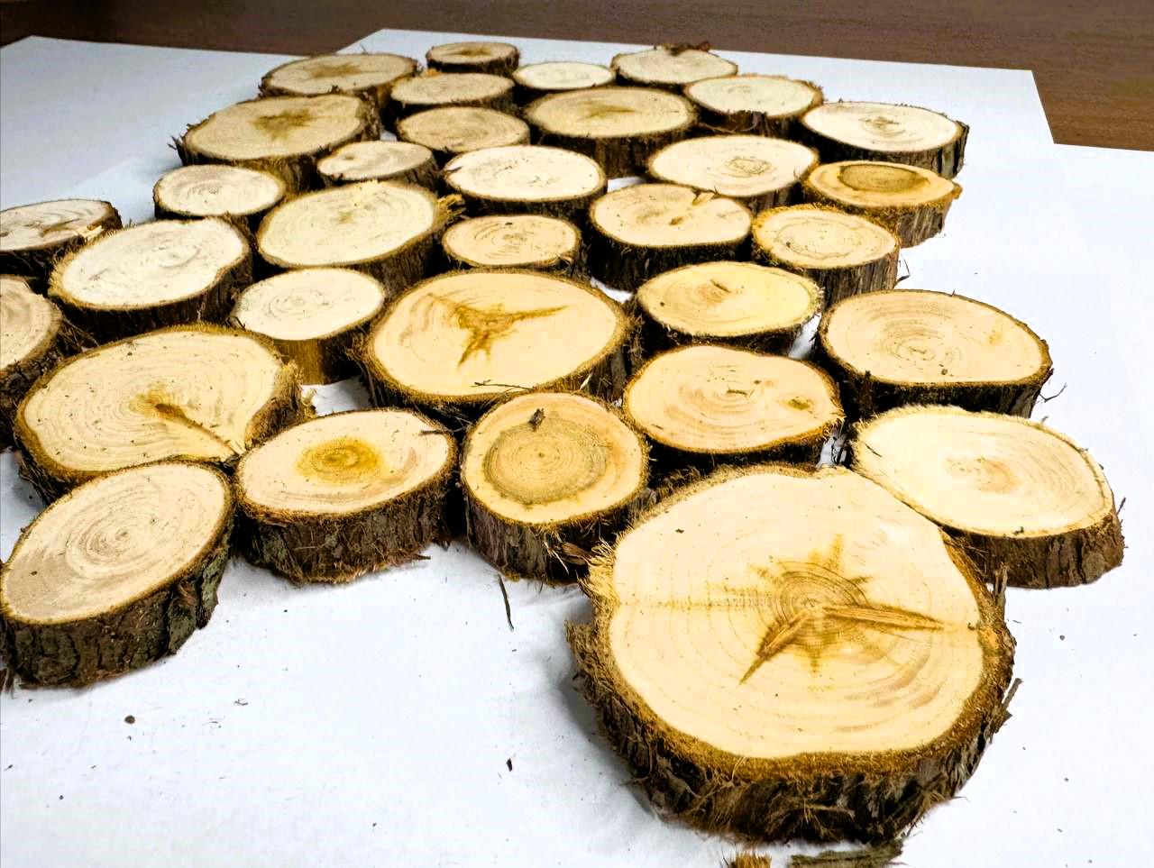 35 Small Juniper Tree Slices | Small Wooden Slices | Rustic Wood Slices ...