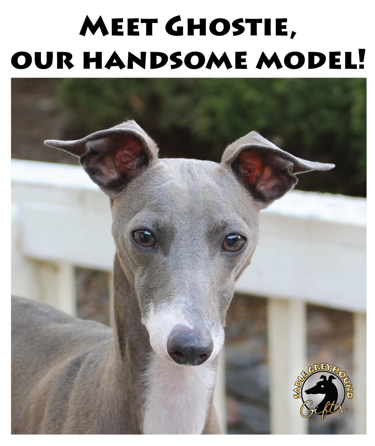 Italian Greyhound Bust Statue (3D Printed) - Etsy