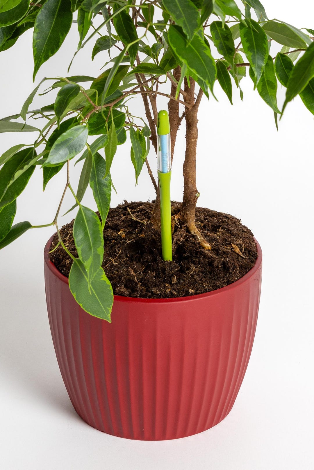 Sustee Soil Moisture Meter: Houseplant Watering Indicator - Etsy