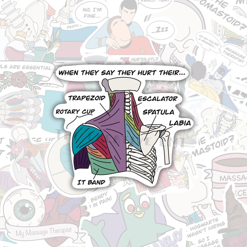 Misidentified Muscles Vinyl Sticker, Anatomy Stickers, Massage Therapy ...