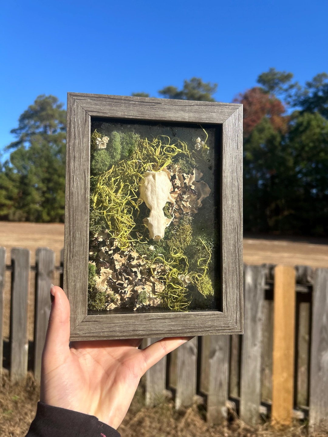 Mink Skull Shadow Box Animal Bone Art real Animal Skull - Etsy