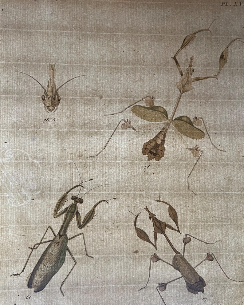 Hand-colored Engraving of Praying Mantis by Caspar Stoll Circa 1787 - Etsy