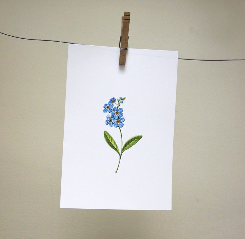 Forget Me Not Original Botanical Illustration Gardening Art Print ...