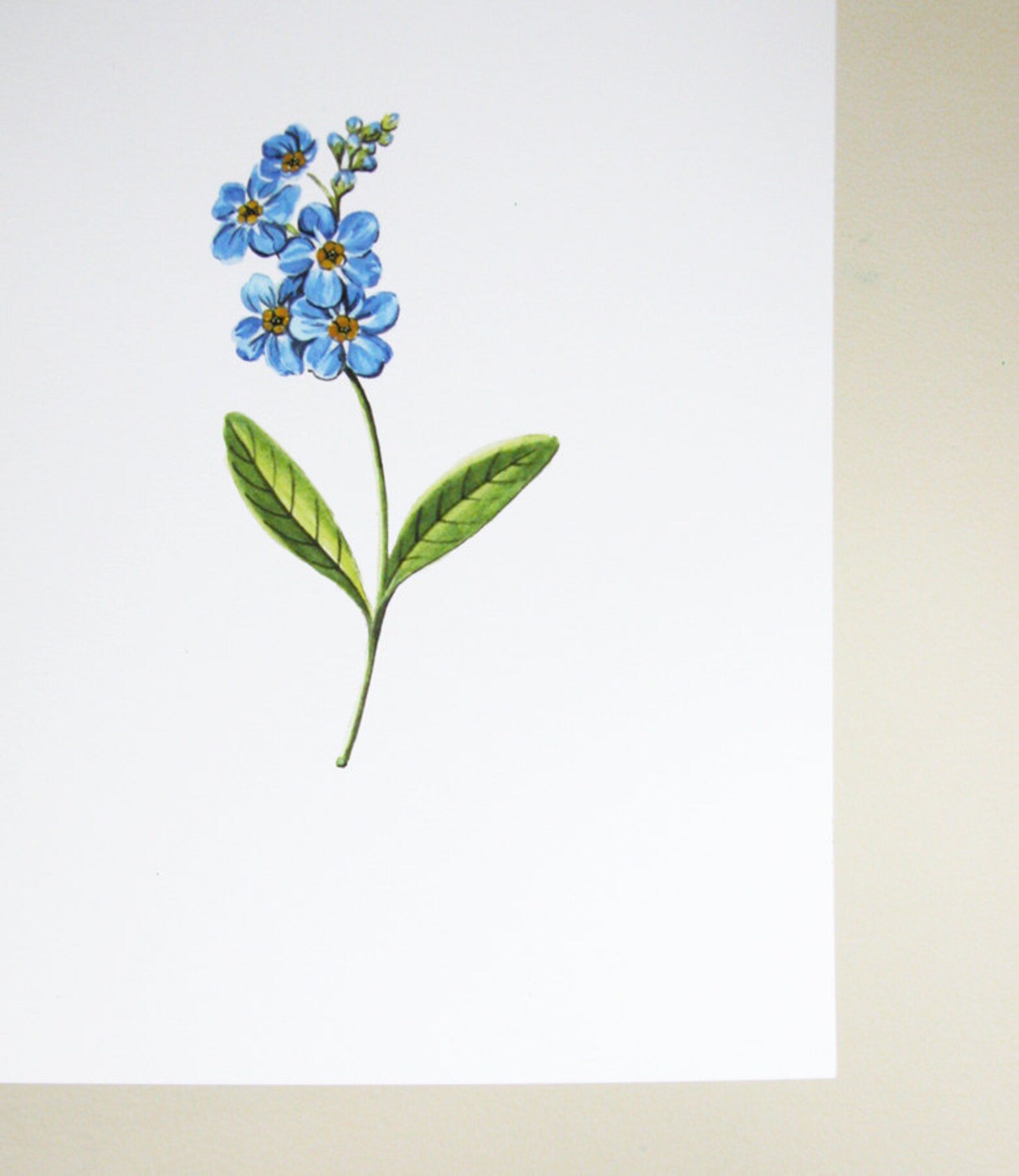 Forget Me Not Original Botanical Illustration Gardening Art Print ...