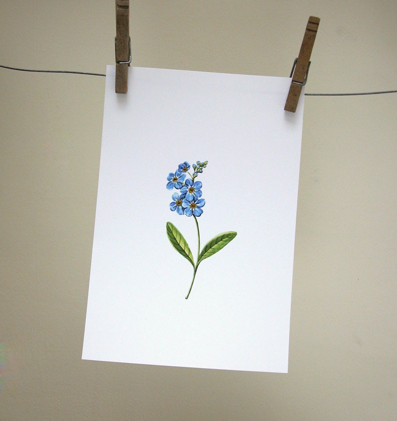 Forget Me Not Original Botanical Illustration Gardening Art Print ...