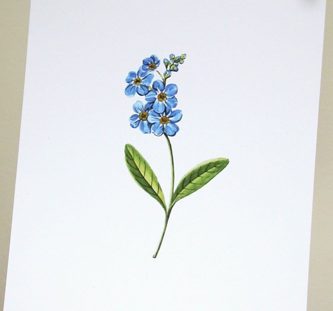 Forget Me Not Original Botanical Illustration Gardening Art Print ...