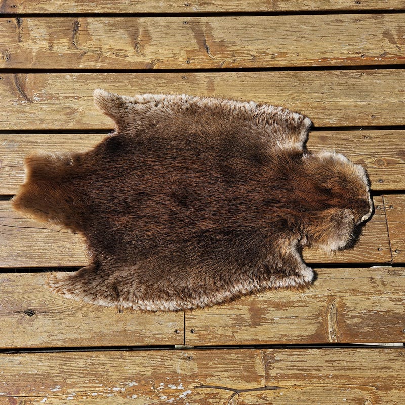 Beaver Pelt - Etsy