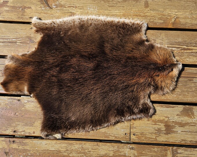 Beaver Pelt 27 X 20 - Etsy