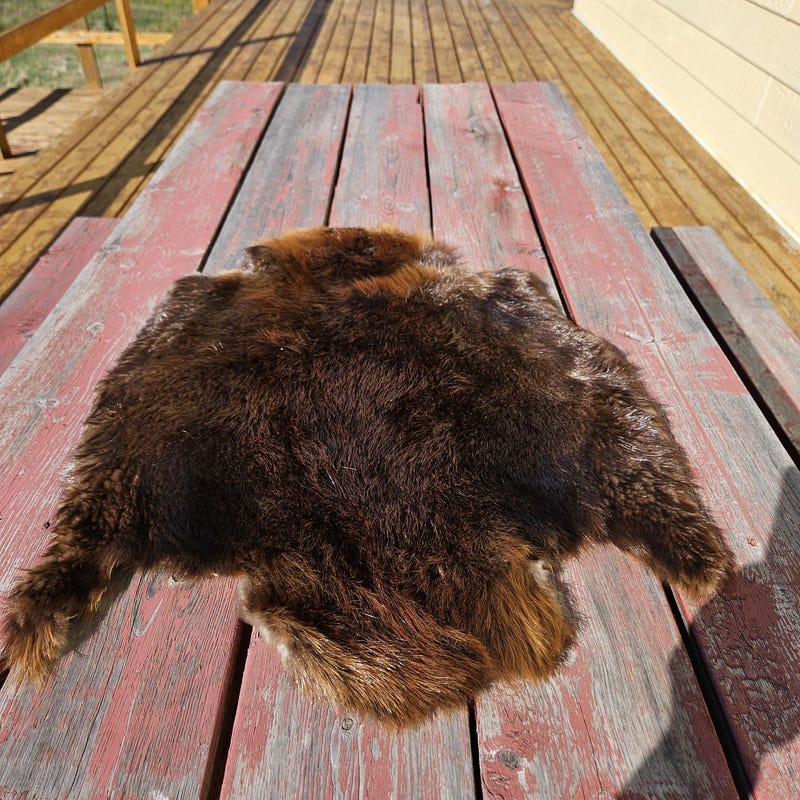 Beaver Pelt - Etsy
