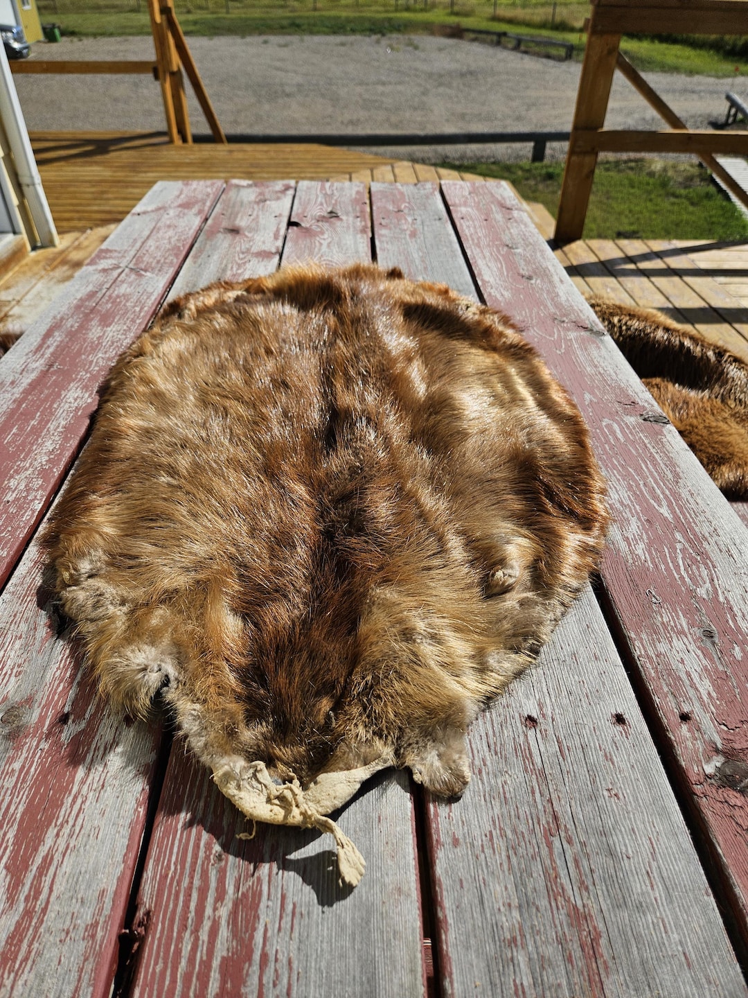 Beaver Pelt 30x18 - Etsy