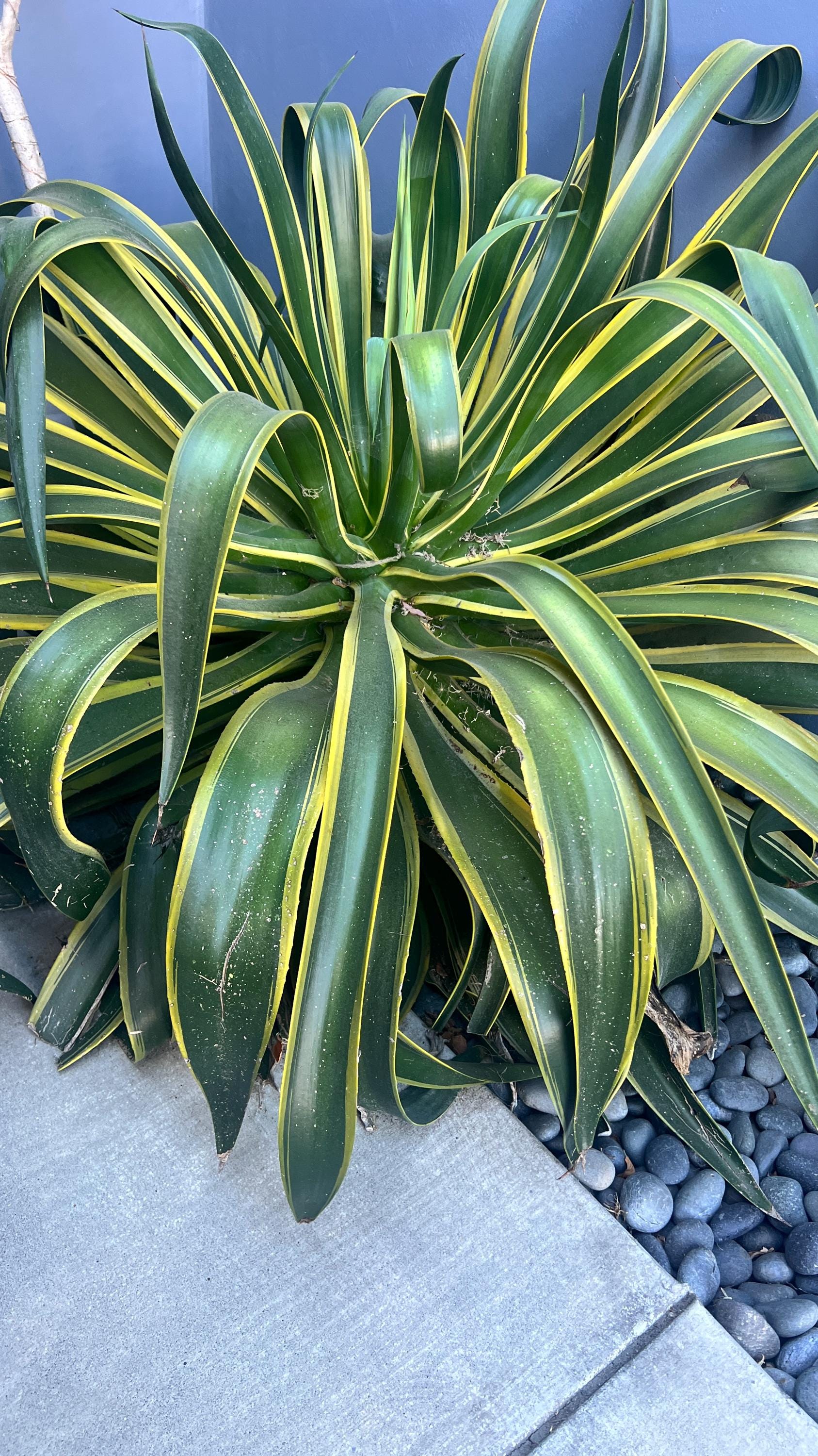 Medium-sized Potted Agave Desmettiana 'variegata' Plant 6" Tall - Etsy
