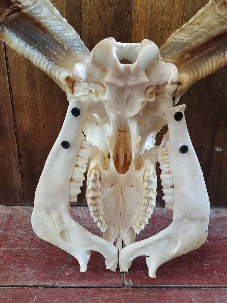 Real Sheep Skull With Horns and the Jaw | Unique Gift for Huntsman ...