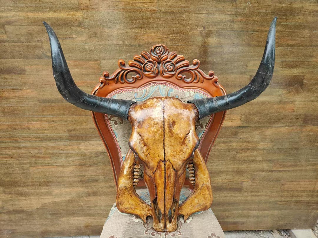 Real Steer Skull | Cow Skulls | Real Steer Skull With Horns | Home ...