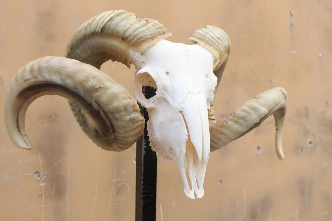 Real Ram Skull Head Sheep With Big Horns | Sheep Skull Horns | Real ...
