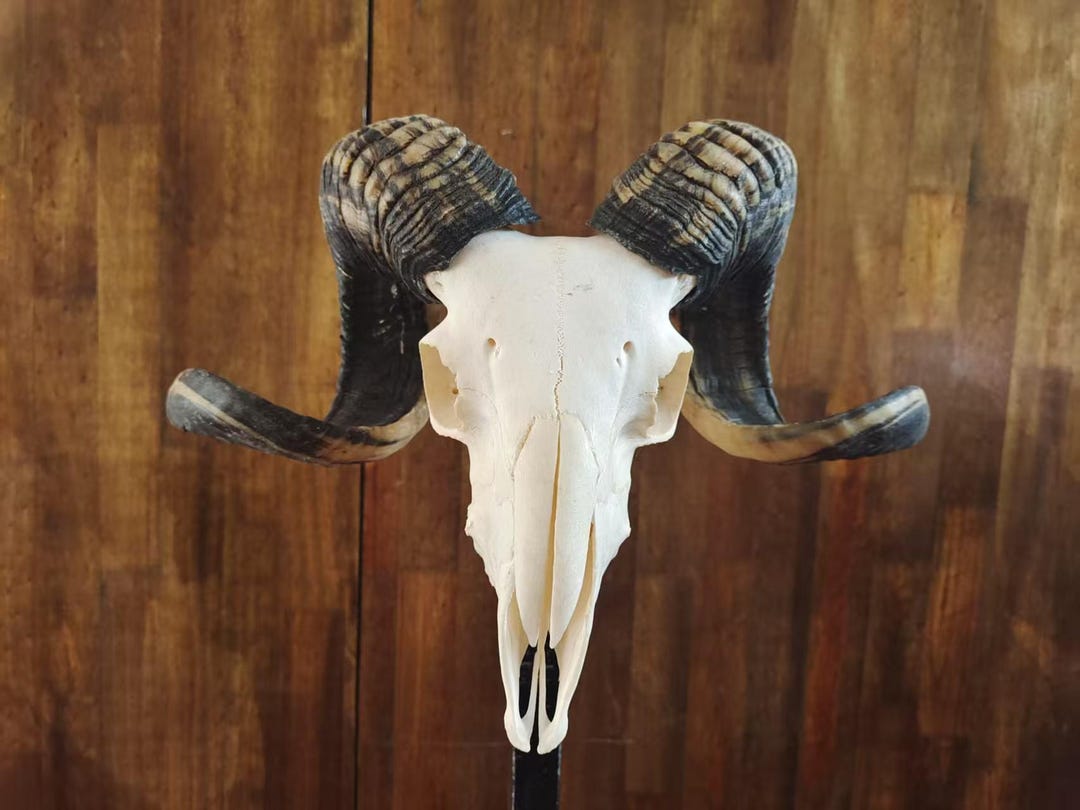 Real Ram Skull Head Sheep With Big Horns | Sheep Skull Horns | Ram ...