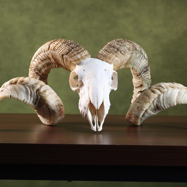 Real Ram Skull - Etsy