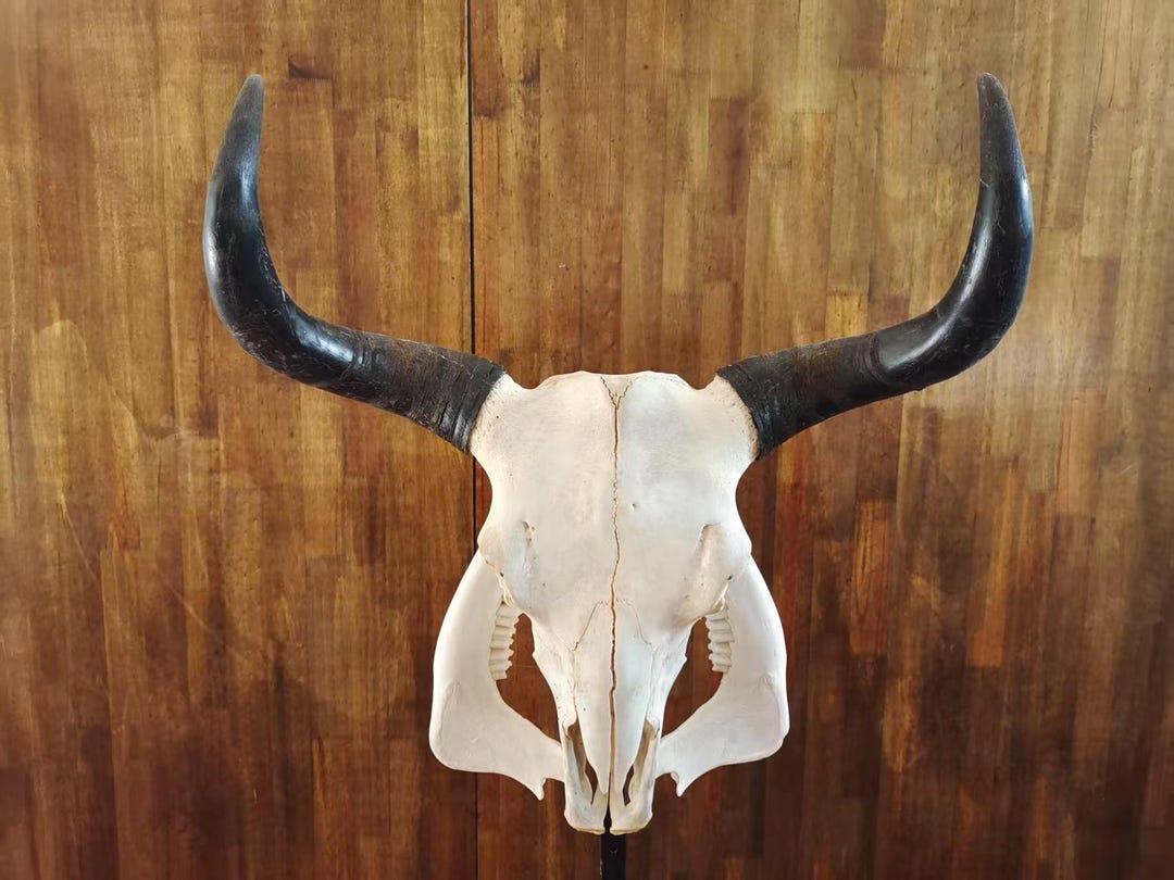 Real Steer Skull | Bull Skulls | Real Steer Skull With Horns | Home ...
