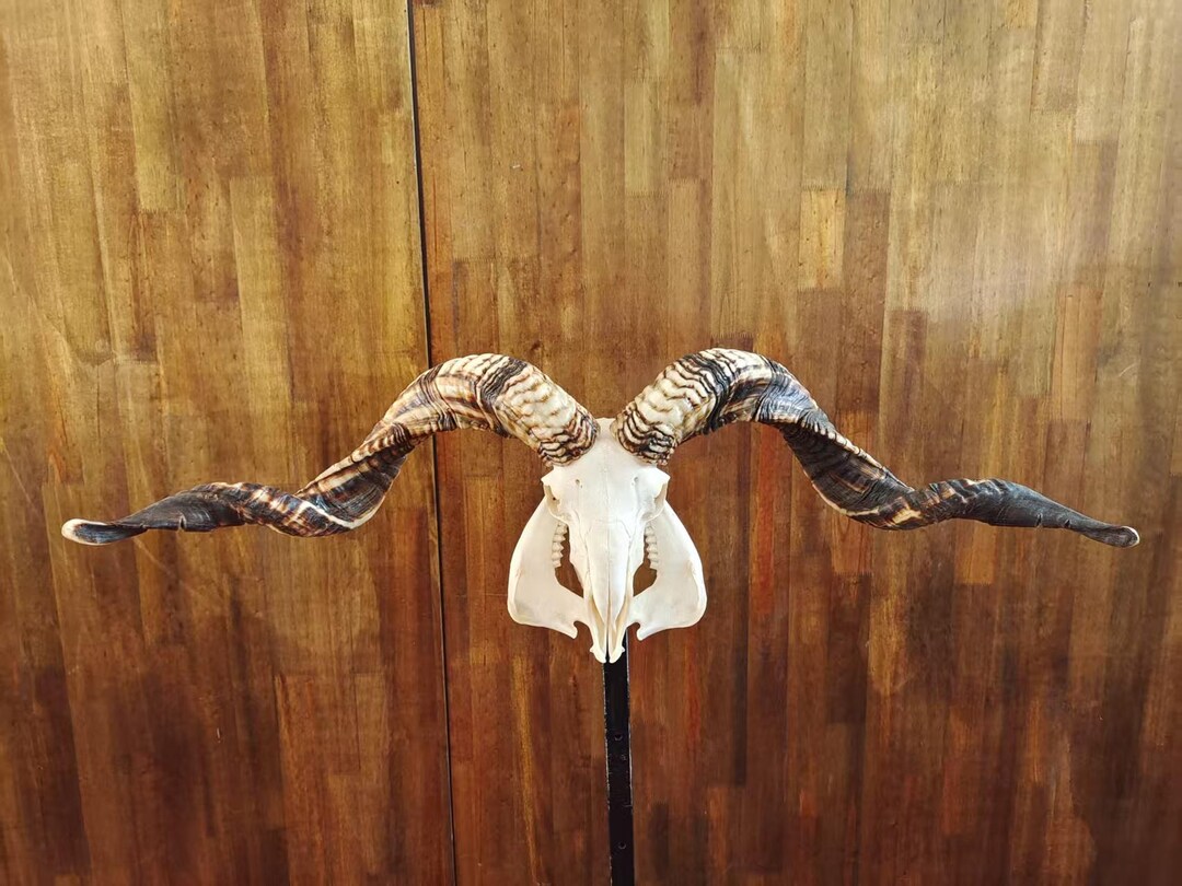 Real Ram Skull Head Sheep With Big Horns | Sheep Skull Horns | Real ...