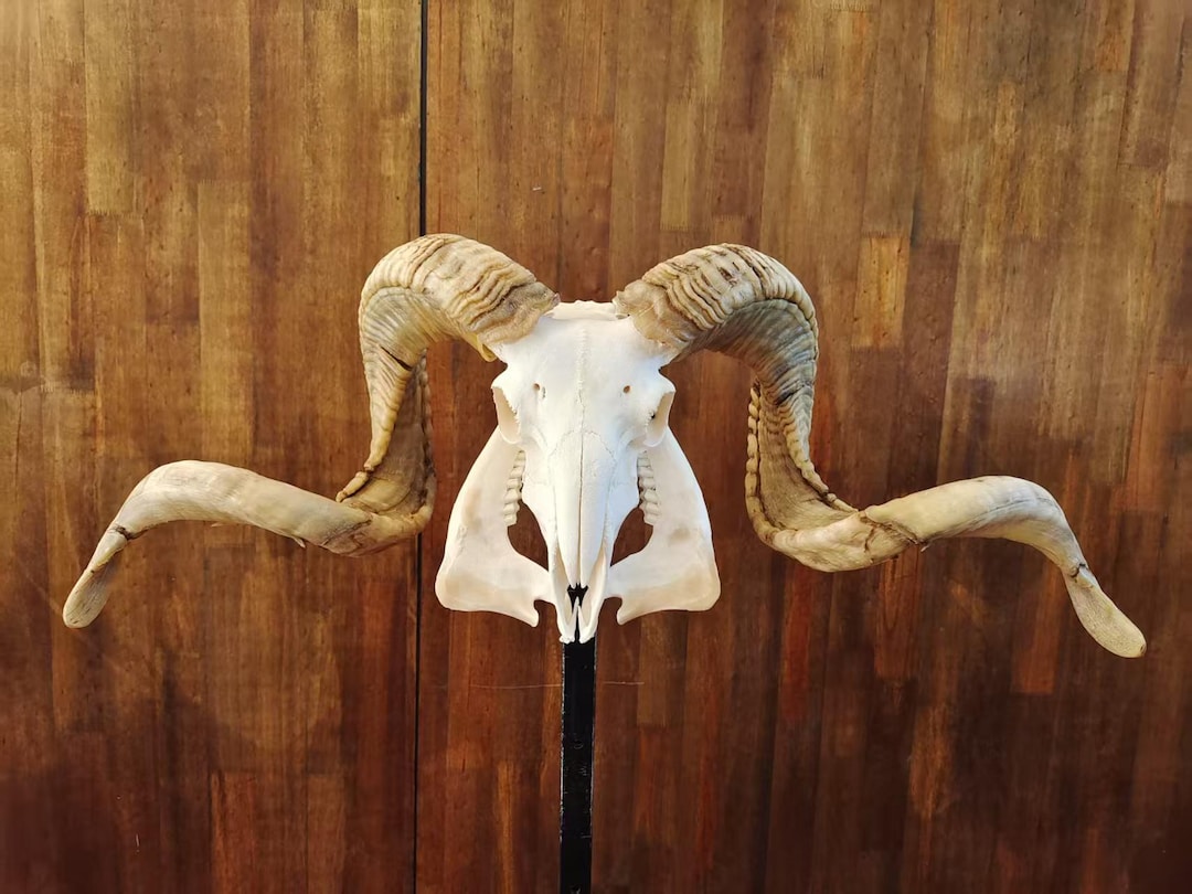 Real Sheep Skull With Horns and the Jaw | Unique Gift for Huntsman ...