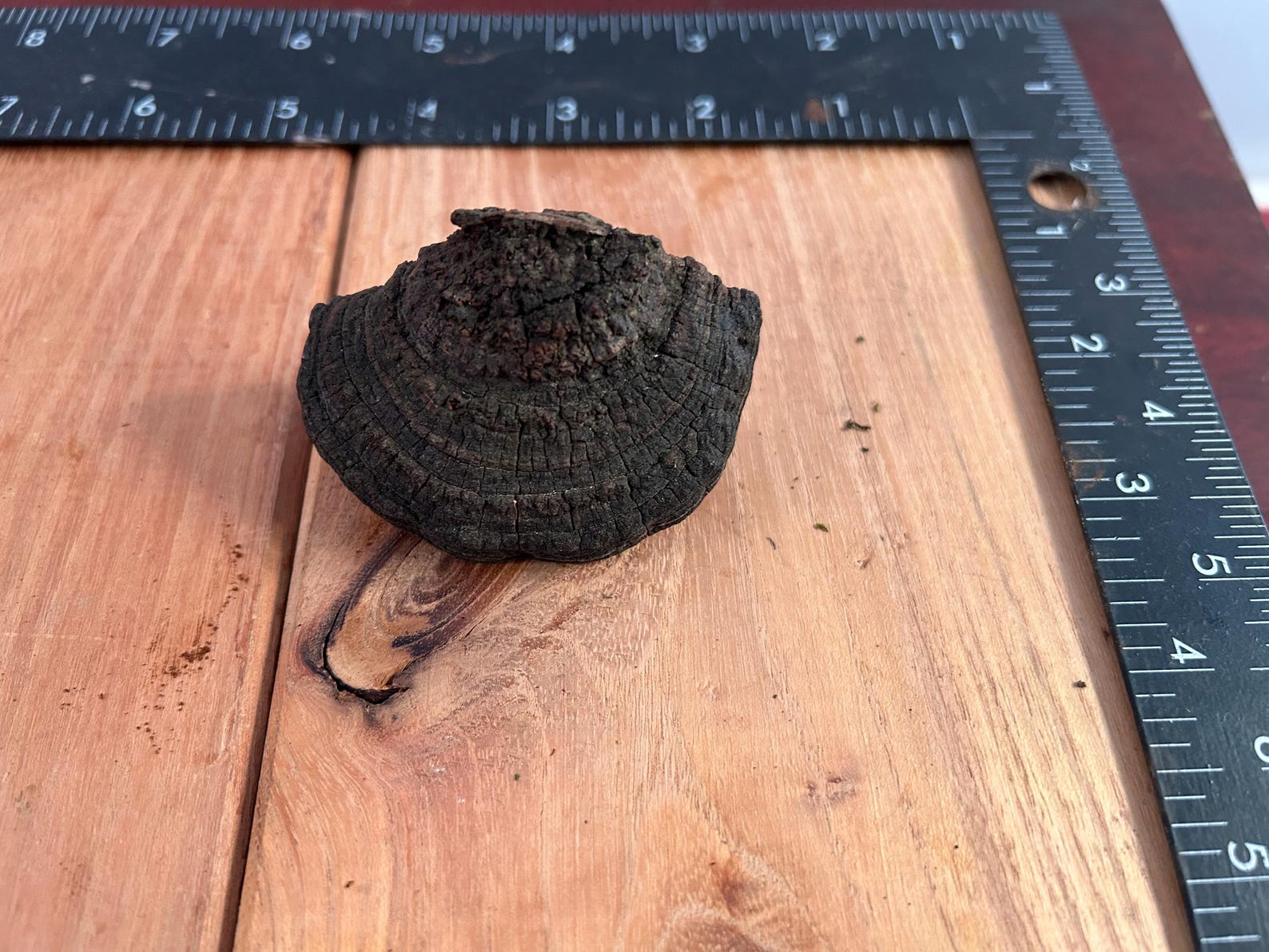 Mini Popkin 2 Wall Mounted Fungi Art Cracked Cap Polypore Art Conk ...