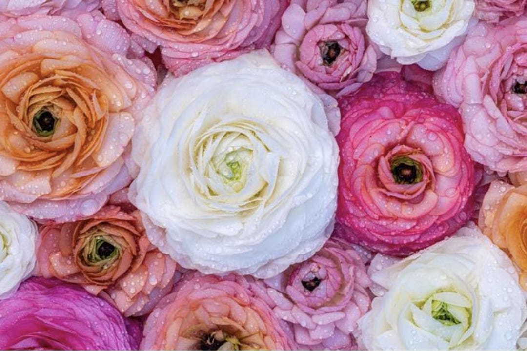 Ranunculus Tecolote 'pastel Mix Bulbs Ready to Plant in Fall and Bloom ...