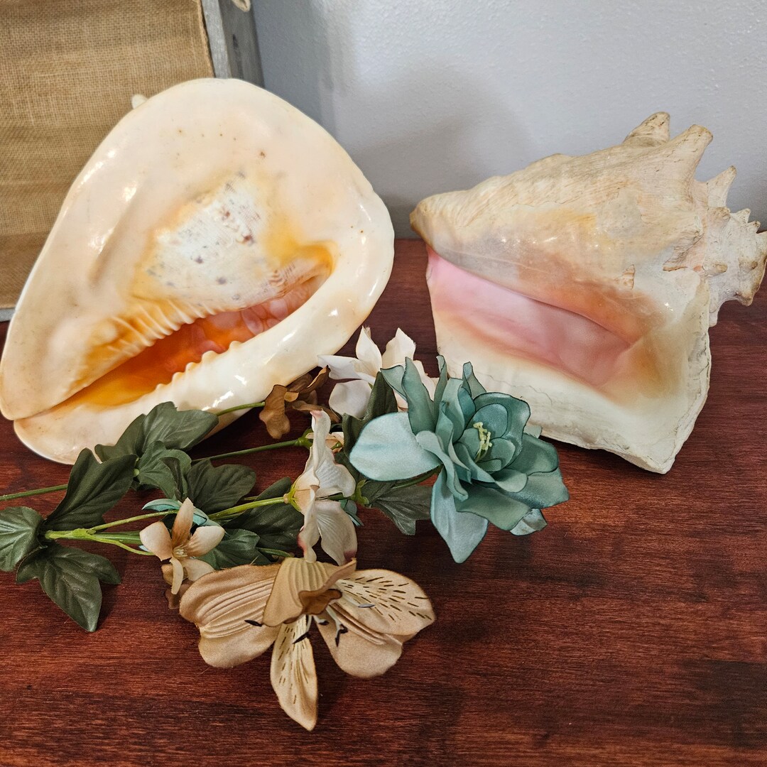 Conch Shell and Other Shell Crafts Home and Yard Decor Lot of 2 Fish ...