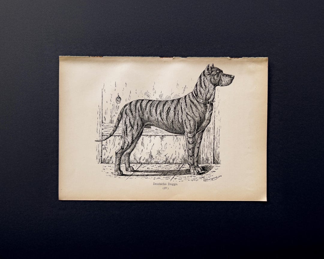 1884 Antique Dane Print – Wood Engraving, Dog Illustration - Etsy