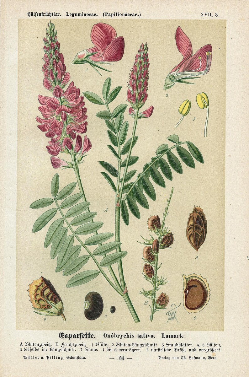 Sainfoin Lithograph From 1894 | Antique Botanical Print | Onobrychis ...