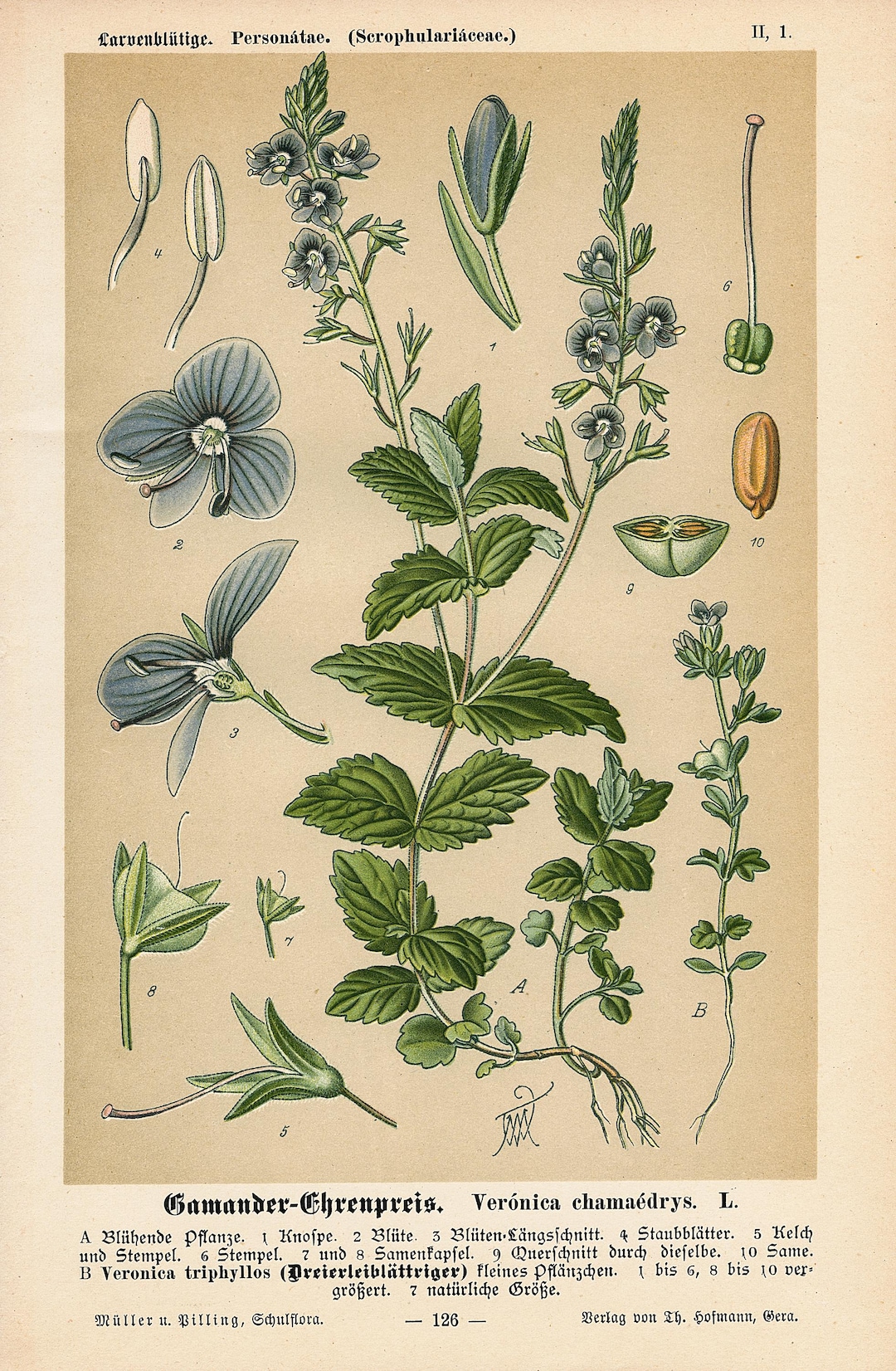 Gamander Speedwell (veronica Chamaedrys L.) – Antique Lithograph From ...