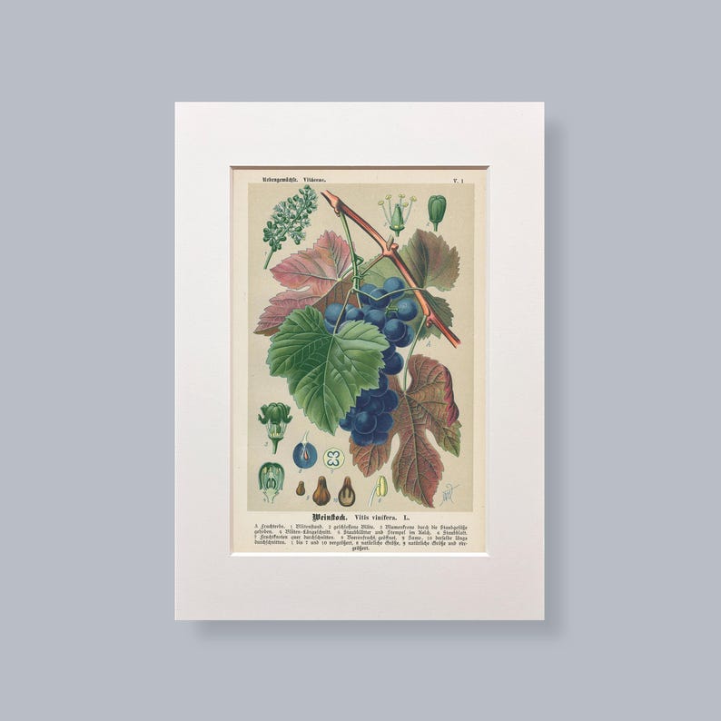 Grapevine (vitis Vinifera) | Antique Lithograph From 1894 | Vintage ...