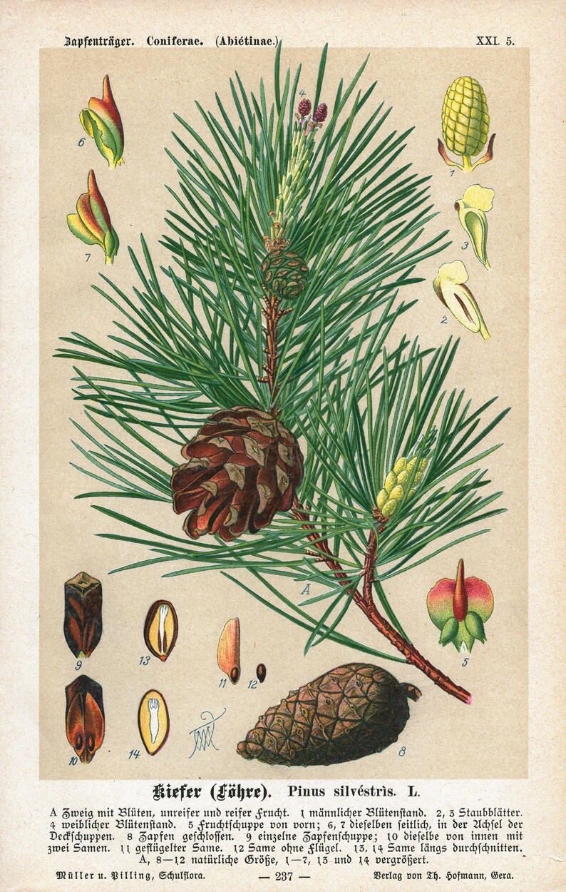 Pine (pinus Sylvestris L.) – Antique Lithograph From 1894 - Etsy