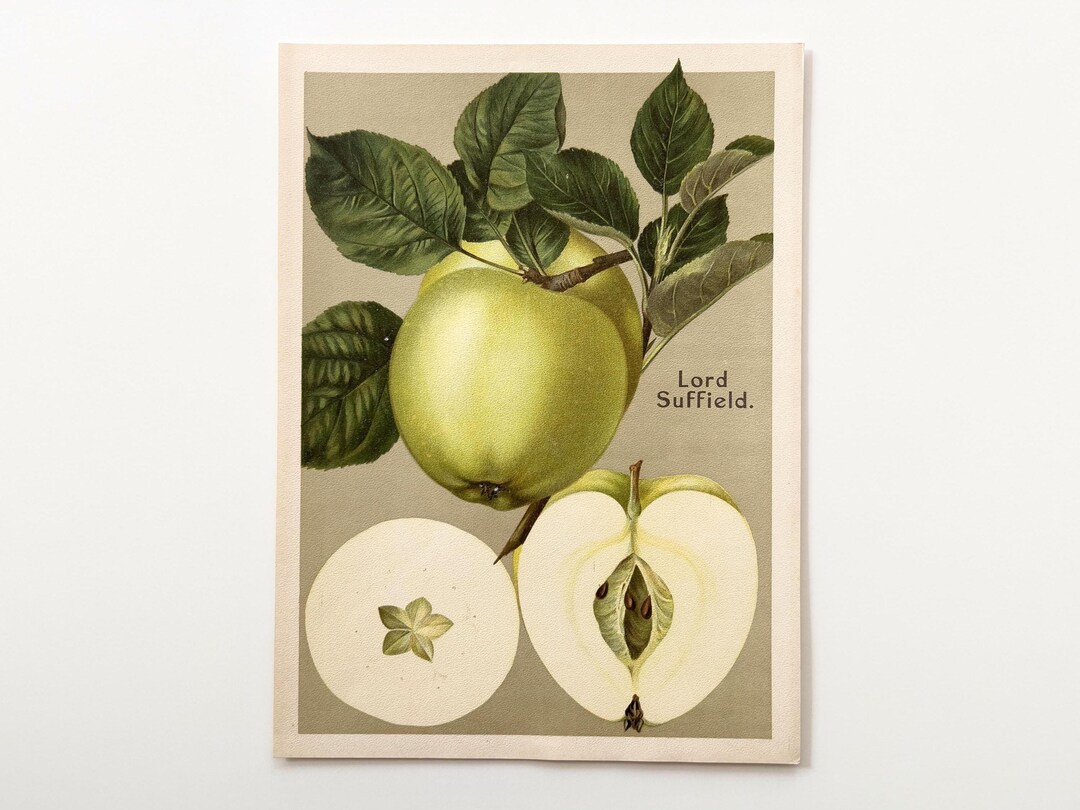 1908 Lord Suffield – Antique Chromolithograph | Botanical Print ...