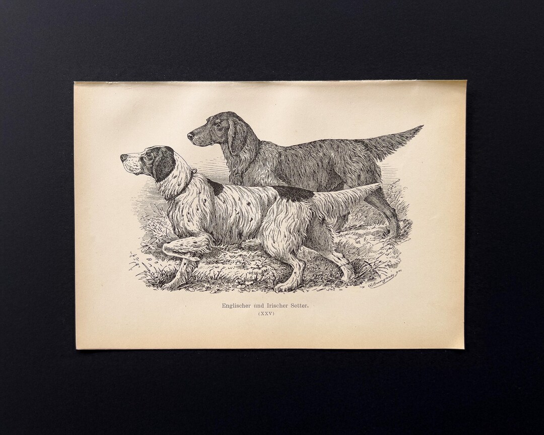 English & Irish Setter – Antique Wood Engraving 1884 | Dog Print - Etsy